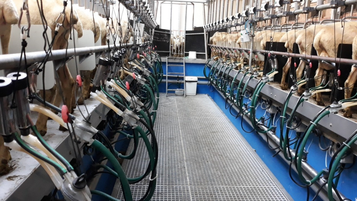 Schapenmelkerij | MTS Rispens